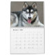 Siberian Husky Dogs Wall Calendar | Zazzle