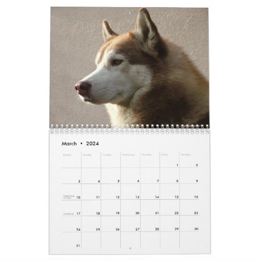 Siberian Husky Dogs Wall Calendar | Zazzle