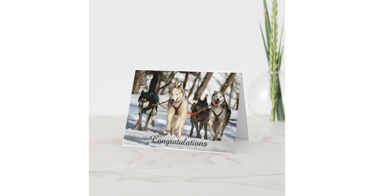 Siberian Husky Graduation Card | Zazzle