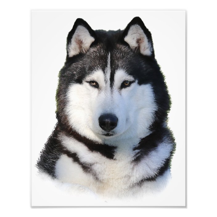Siberian Husky Photo Print | Zazzle.com