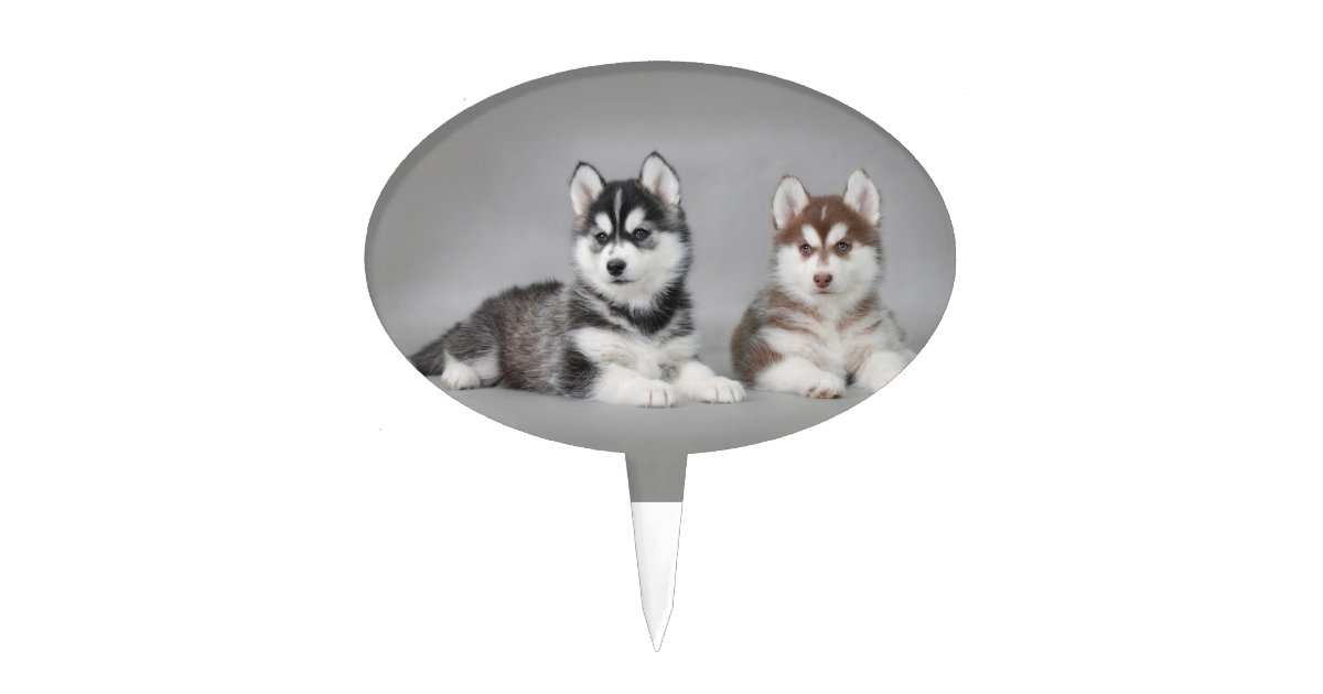 Siberian husky puppies cake topper | Zazzle