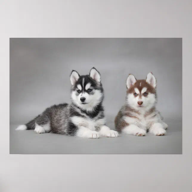 Siberian husky puppies poster | Zazzle