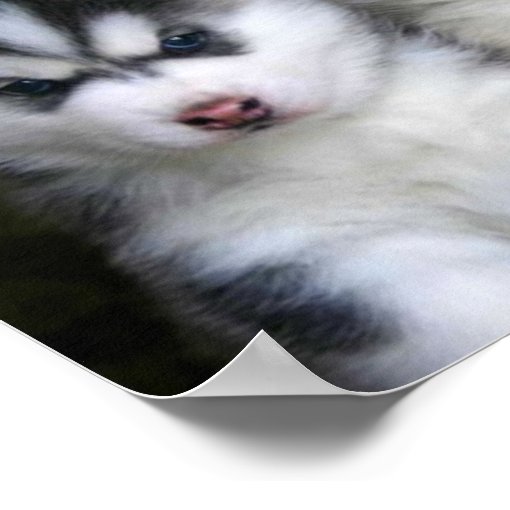 Siberian Husky Puppies Poster | Zazzle