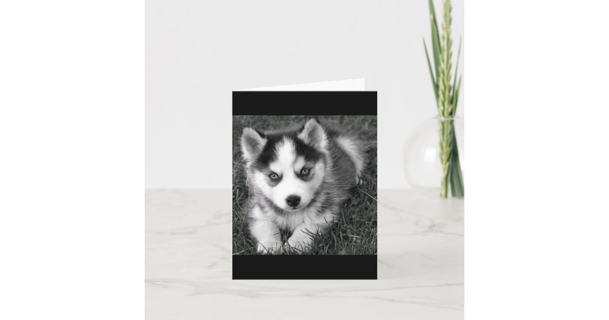 Siberian Husky Puppy Dog Blank Greeting Note Card | Zazzle