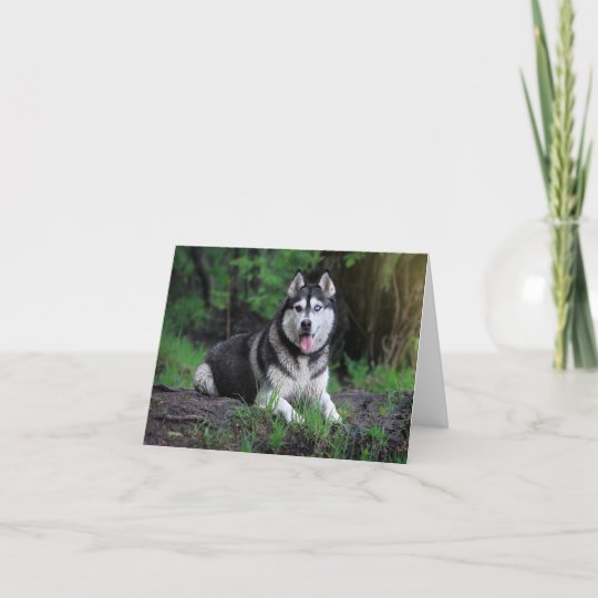 Siberian Husky Puppy Dog - Hello, love, Thank You, Thank You Card ...