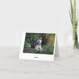 Siberian Husky Puppy Dog - Hello, love, Thank You, Thank You Card | Zazzle