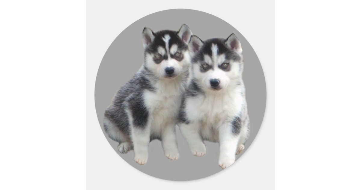 Siberian Husky Sticker | Zazzle