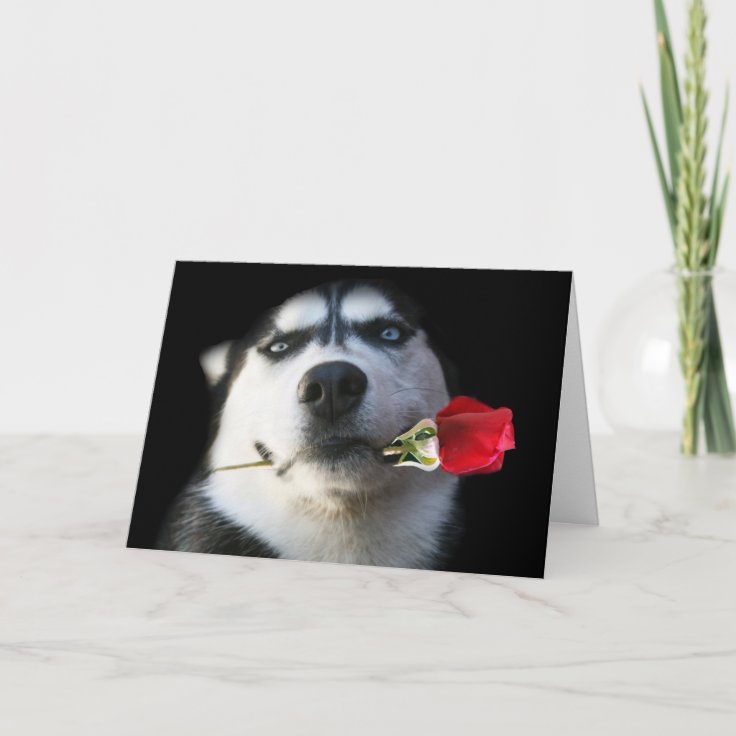 Siberian Husky Valentine's Day Card | Zazzle