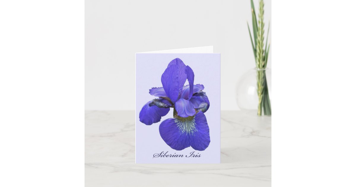 Siberian Iris Note Card | Zazzle
