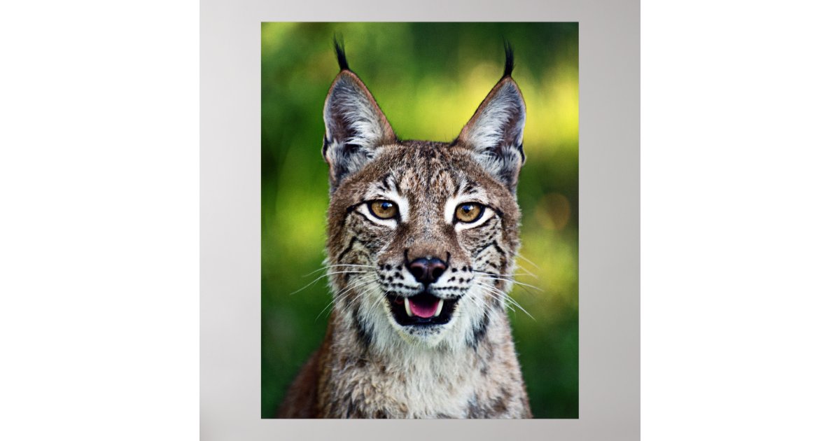 Siberian Lynx - Smiling Poster | Zazzle