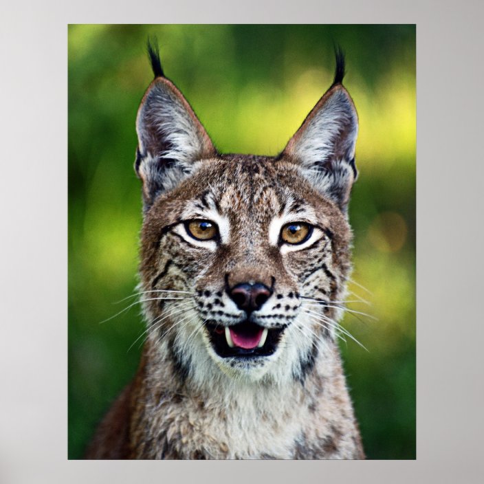 Siberian Lynx - Smiling Poster | Zazzle.com