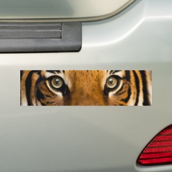 Siberian Tiger Eyes Bumper Sticker | Zazzle