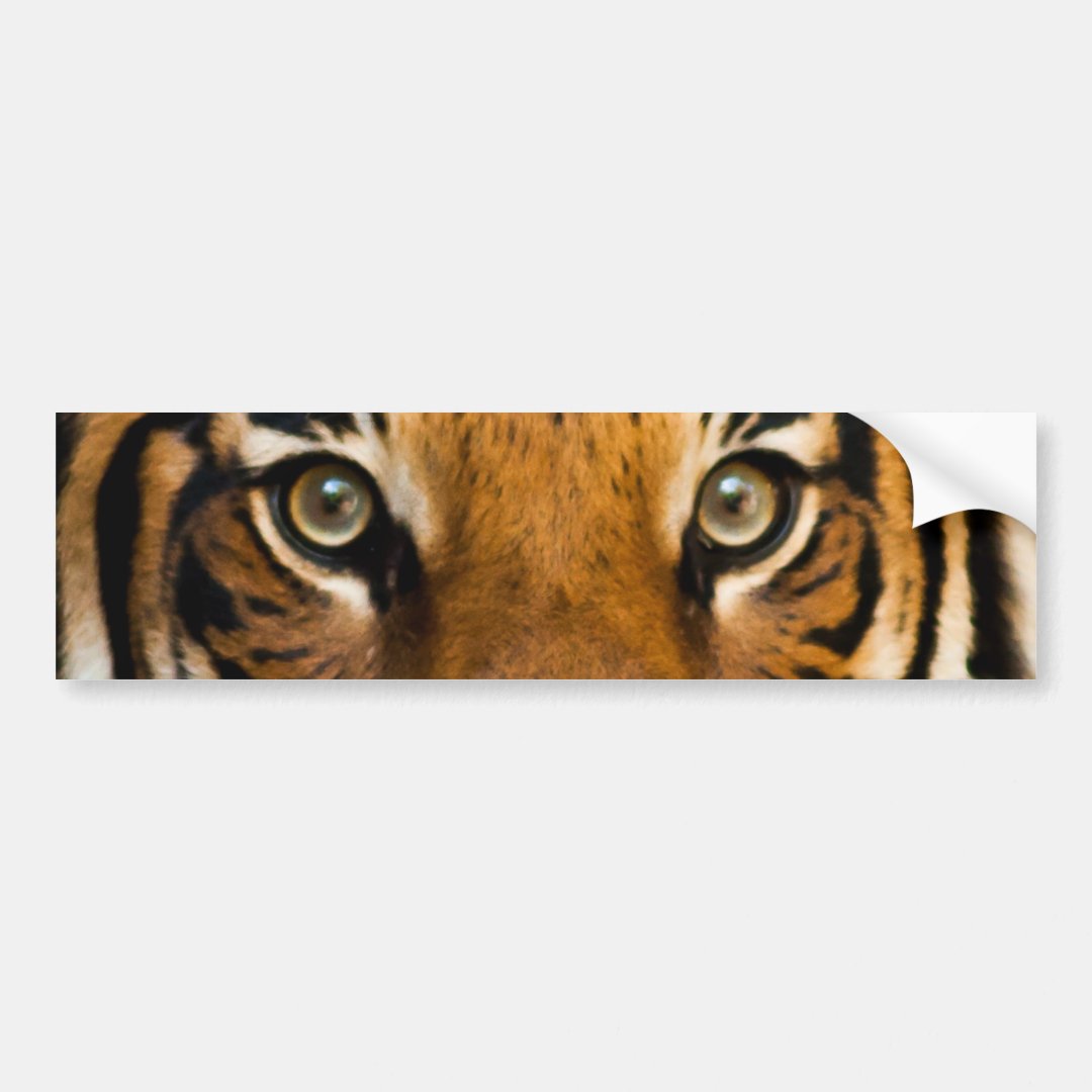 Siberian Tiger Eyes Bumper Sticker | Zazzle