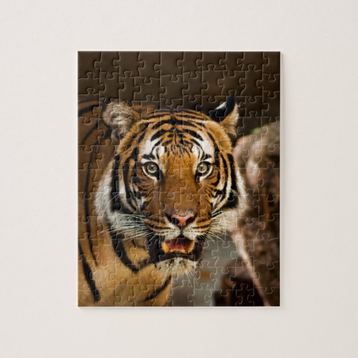 Siberian Tiger Jigsaw Puzzle | Zazzle.com