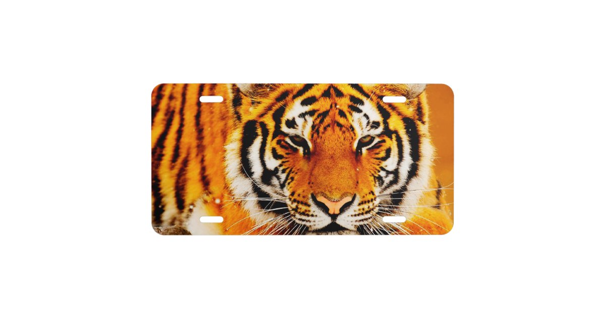 Siberian Tiger License Plate | Zazzle
