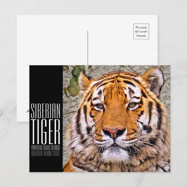Siberian Tiger Postcard | Zazzle