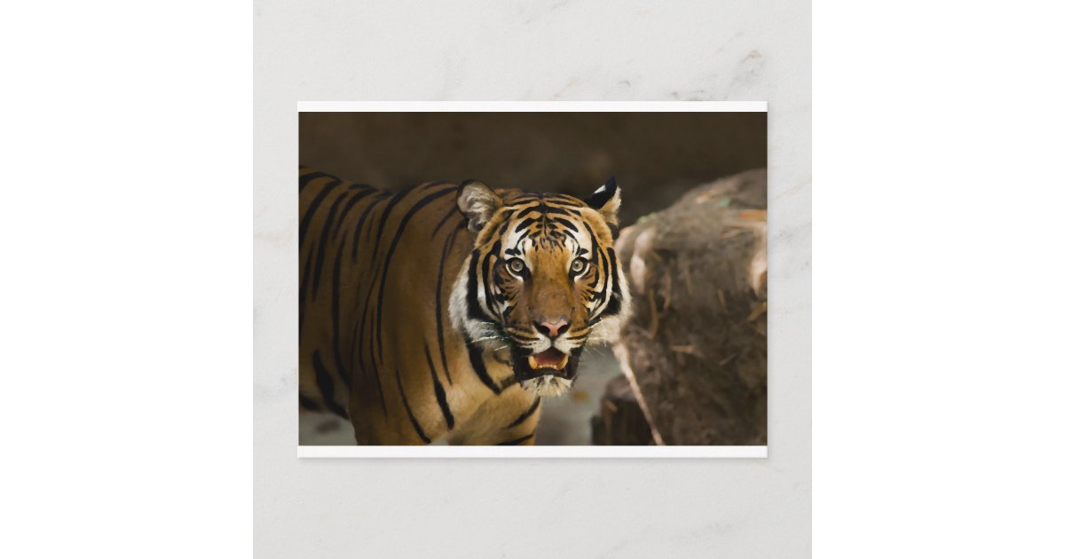 Siberian Tiger Postcard | Zazzle