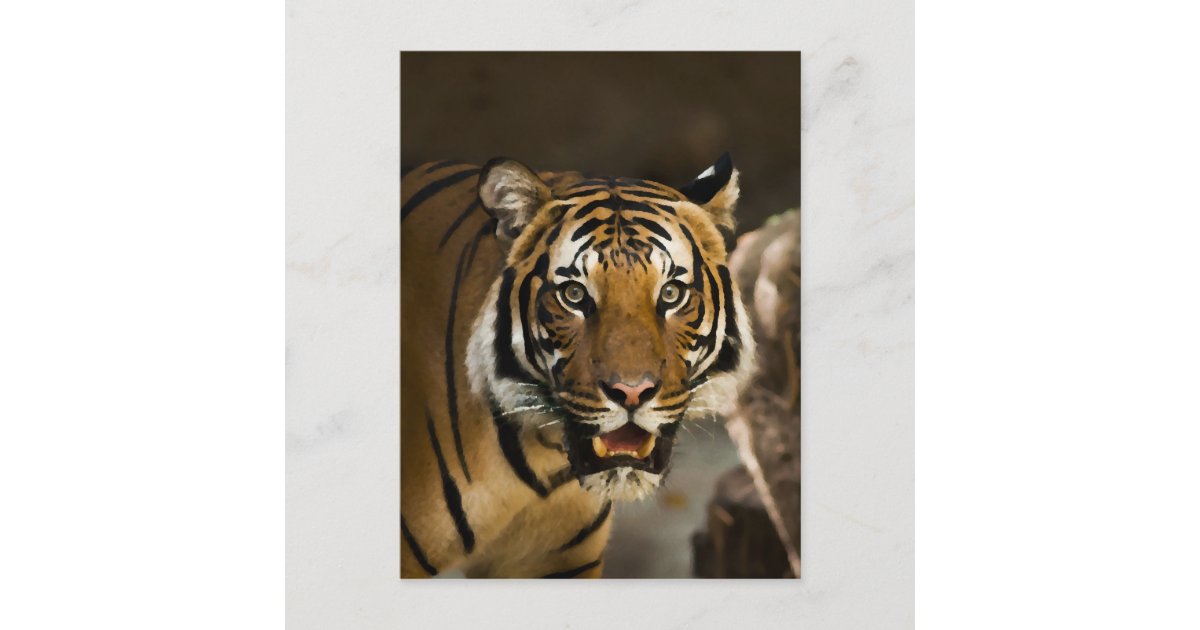 Siberian Tiger Postcard | Zazzle
