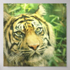 Male Siberian Tiger Paint Photograph Poster | Zazzle.com