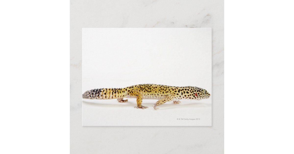 Side view of leopard gecko lizard postcard | Zazzle