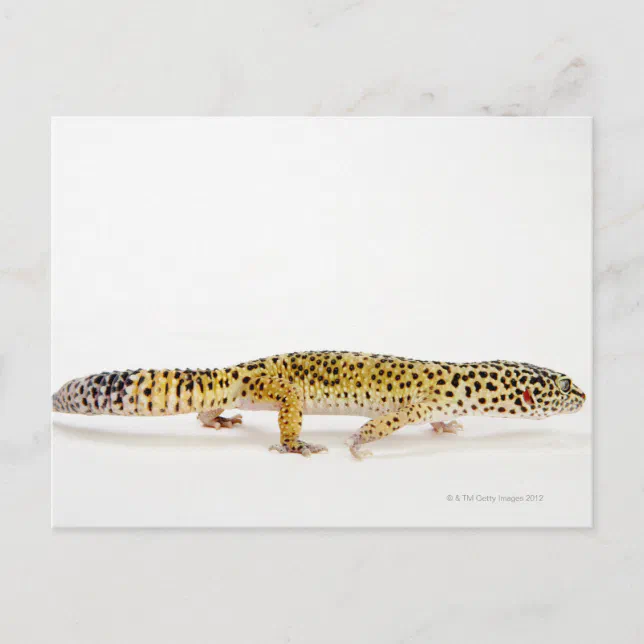 Side view of leopard gecko lizard postcard | Zazzle