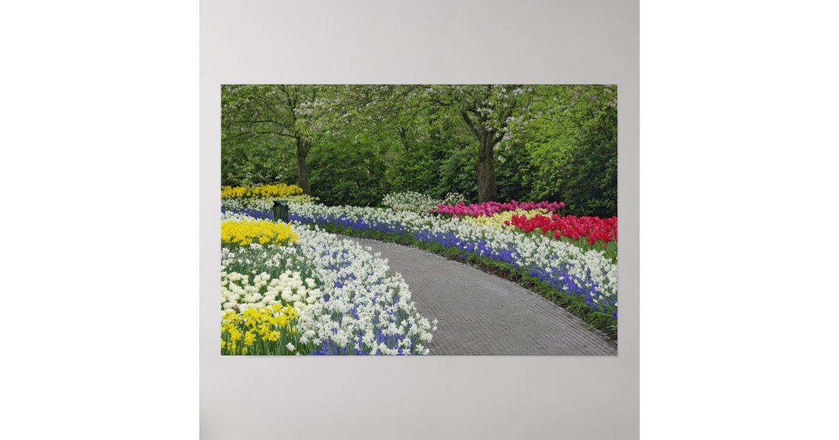 Sidewalk pathway through tulips and daffodils, poster | Zazzle