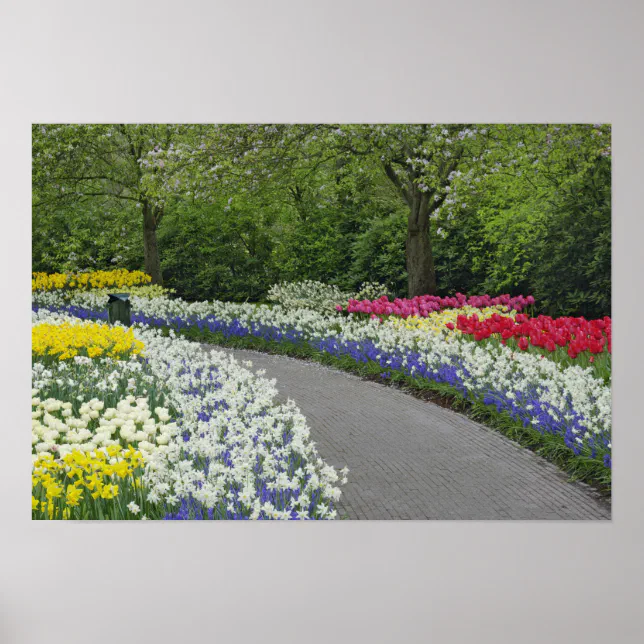 Sidewalk pathway through tulips and daffodils, poster | Zazzle