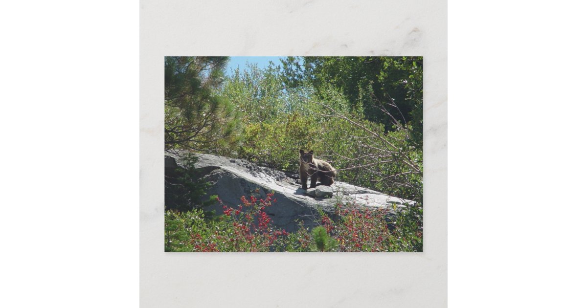 Sierra Bear Cub Postcard | Zazzle