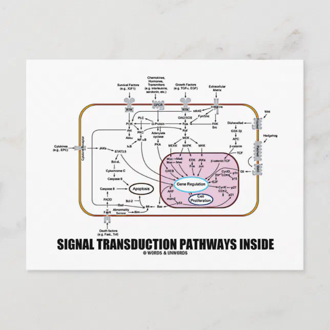 Signal Transduction Pathways Inside (Cell Biology) Postcard | Zazzle
