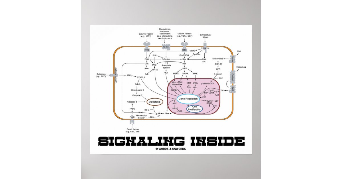 Signaling Inside (Signal Transduction Pathways) Poster | Zazzle