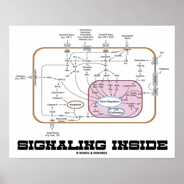 Signaling Inside (Signal Transduction Pathways) Poster | Zazzle