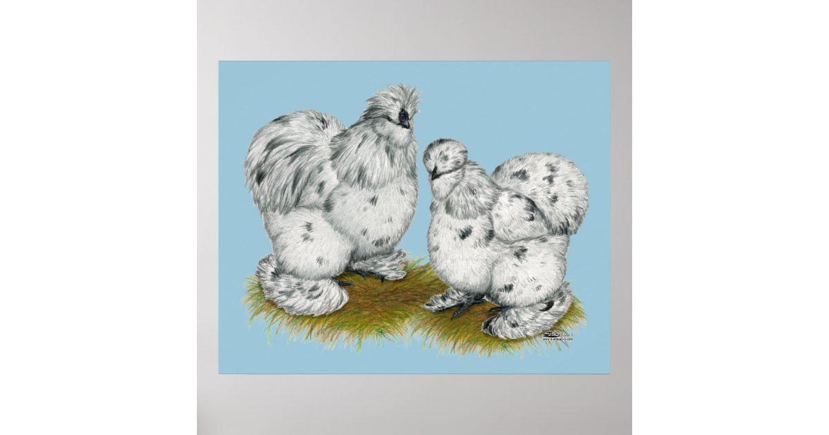 Silkie Bantam Splash Chickens Poster | Zazzle