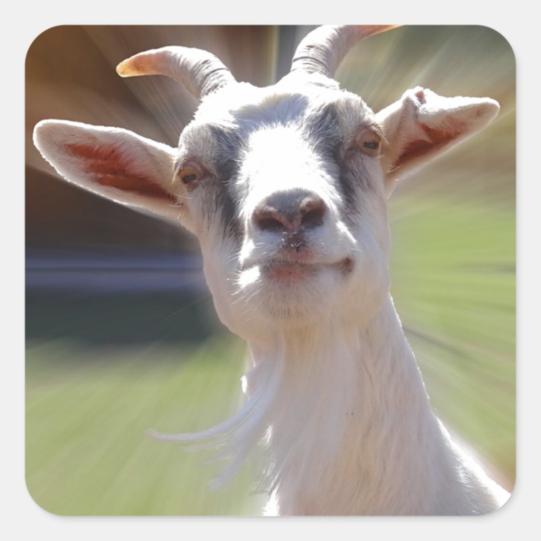 Silly BillyGoat Photograph Square Sticker | Zazzle