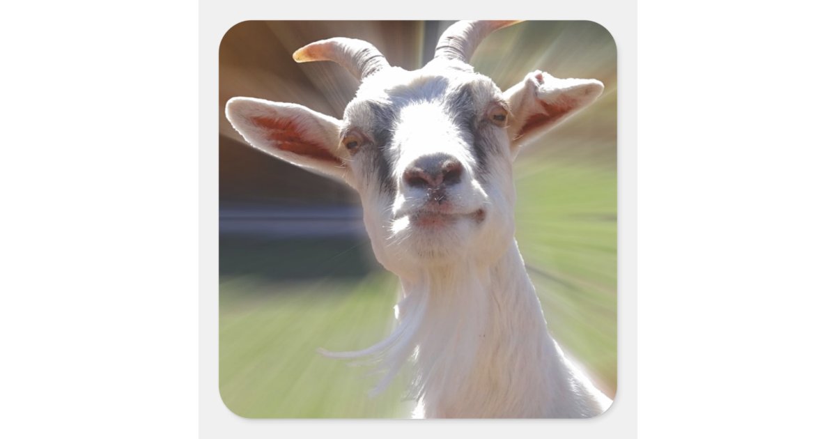 Silly BillyGoat Photograph Square Sticker | Zazzle