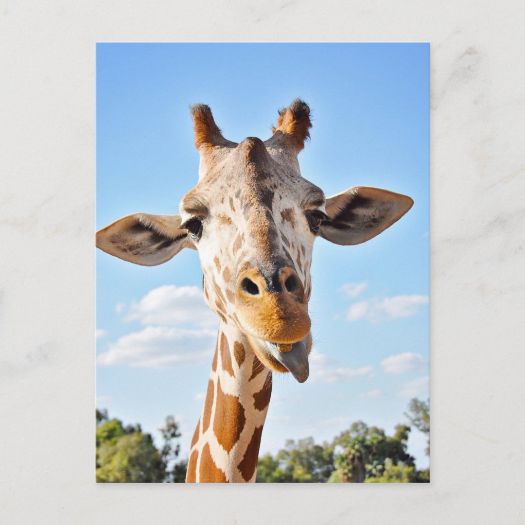 Silly Giraffe Postcard | Zazzle