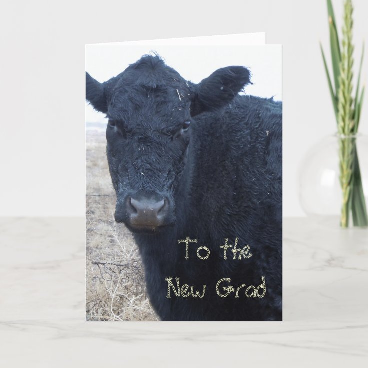 Silly Graduation Congratulations Cow Ranch Farm Card | Zazzle