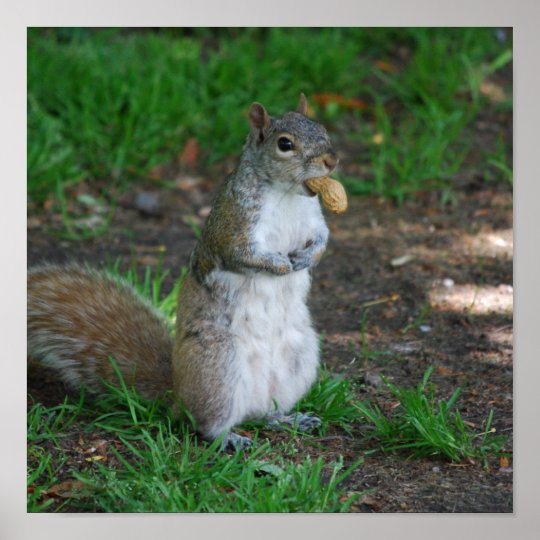 Silly Squirrel Poster | Zazzle.com