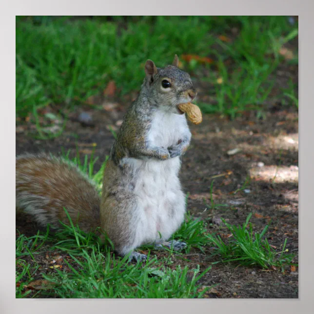 Silly Squirrel Poster | Zazzle