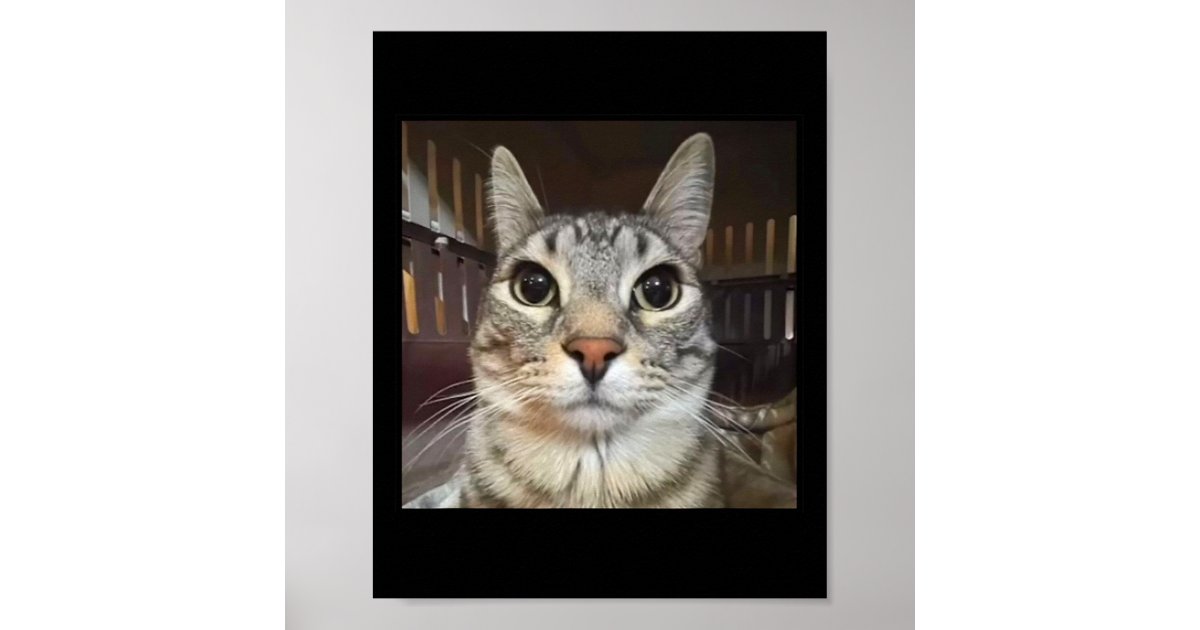 Silly Staring Cat Meme Poster | Zazzle
