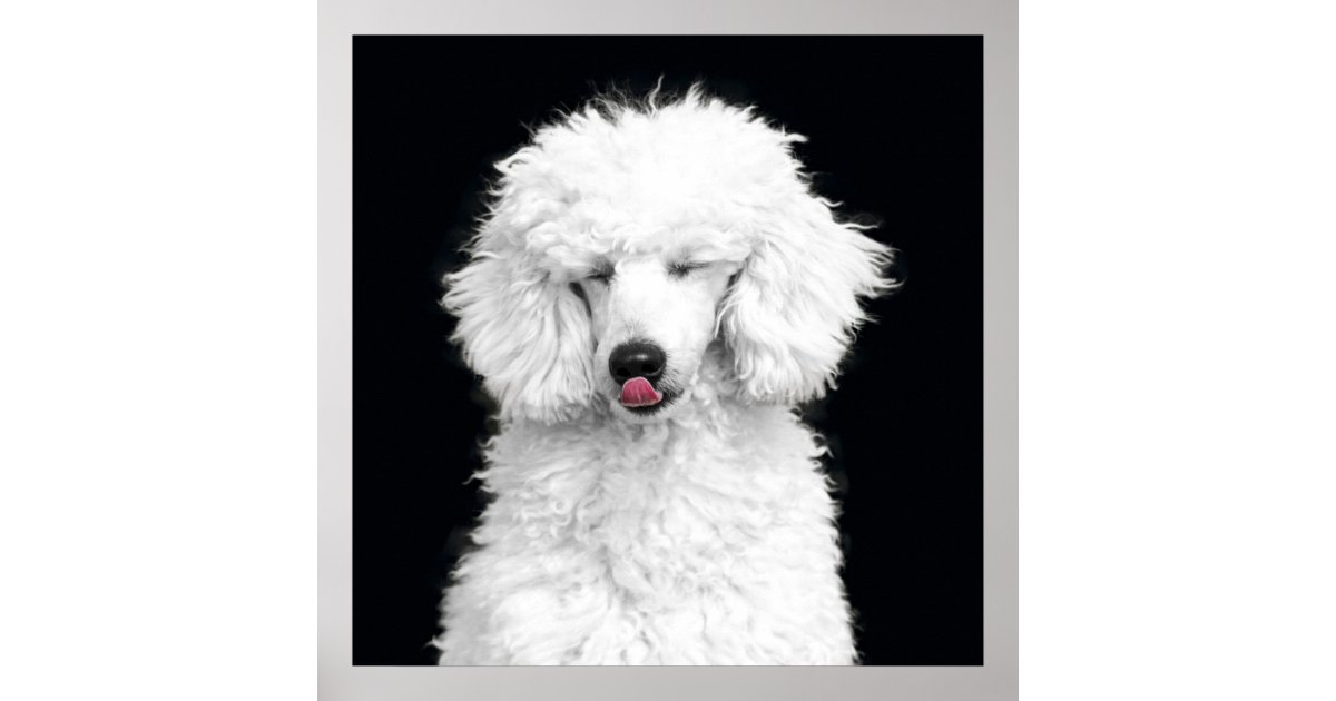 Silly White Poodle Poster | Zazzle