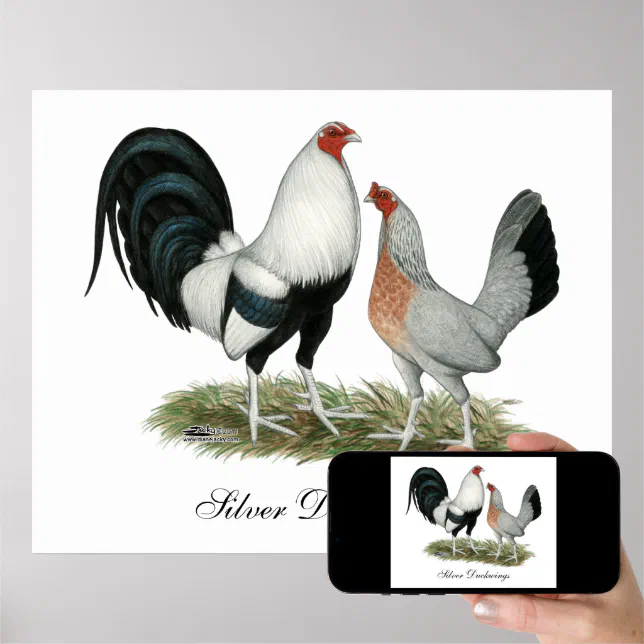 Silver Duckwing Gamefowl Poster | Zazzle