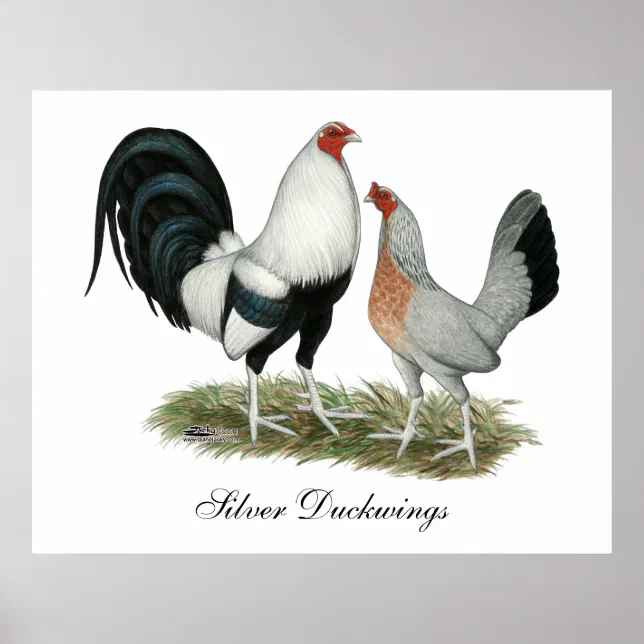 Silver Duckwing Gamefowl Poster | Zazzle