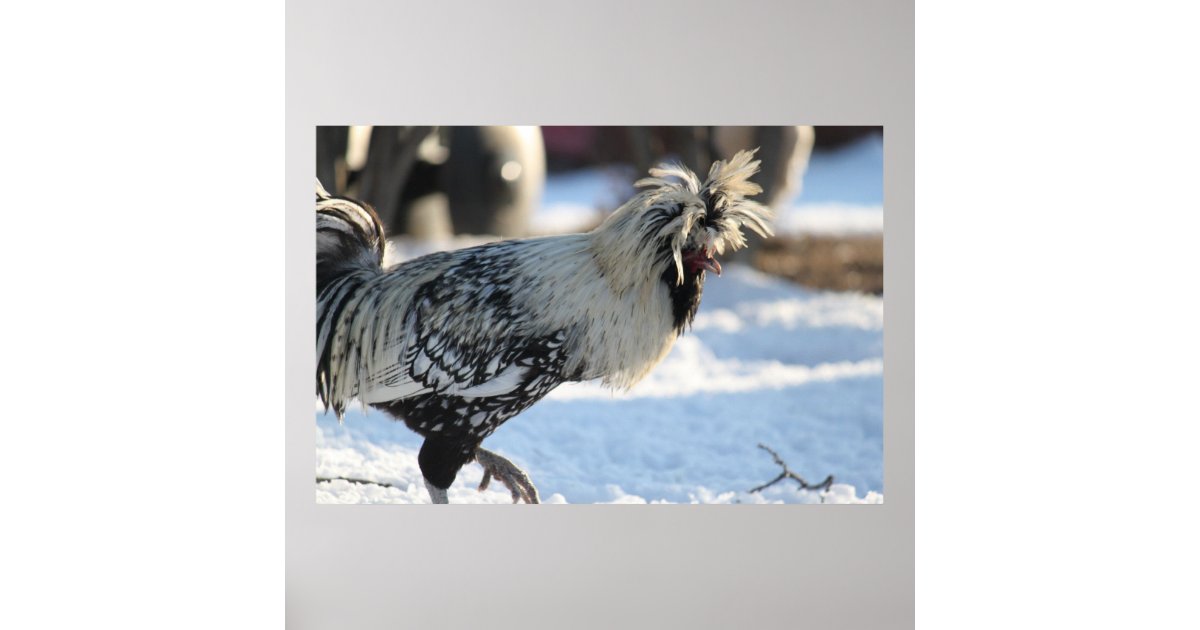 Silver Laced Polish Crested Poster | Zazzle