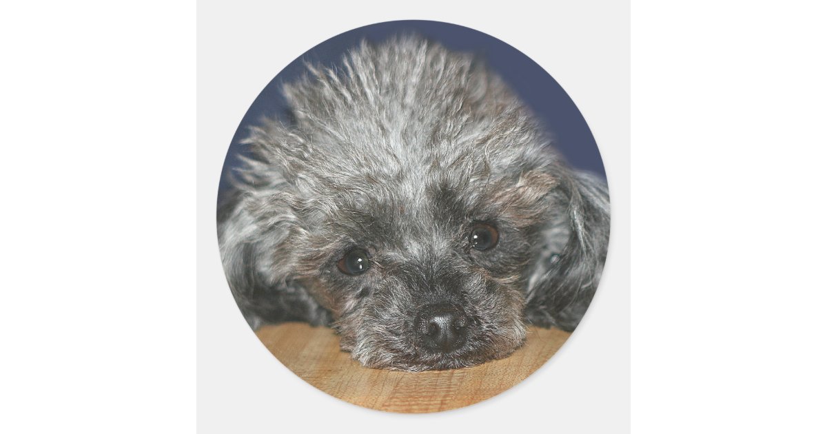 Silver poodle classic round sticker | Zazzle