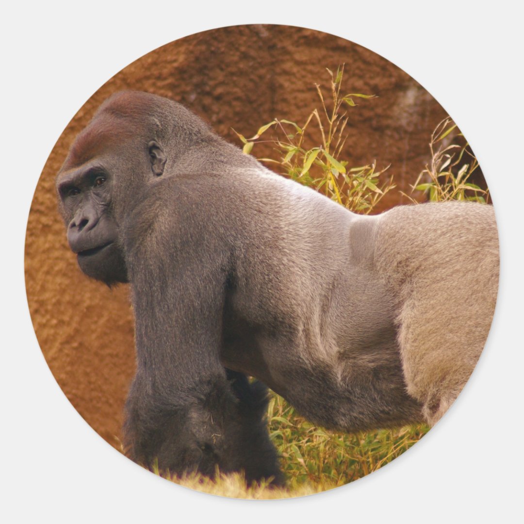 Silverback Gorilla Photo Sticker | Zazzle