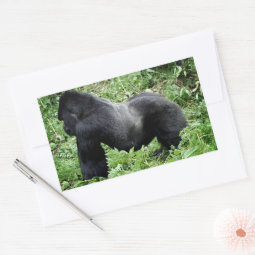 Silverback gorilla photo sticker | Zazzle