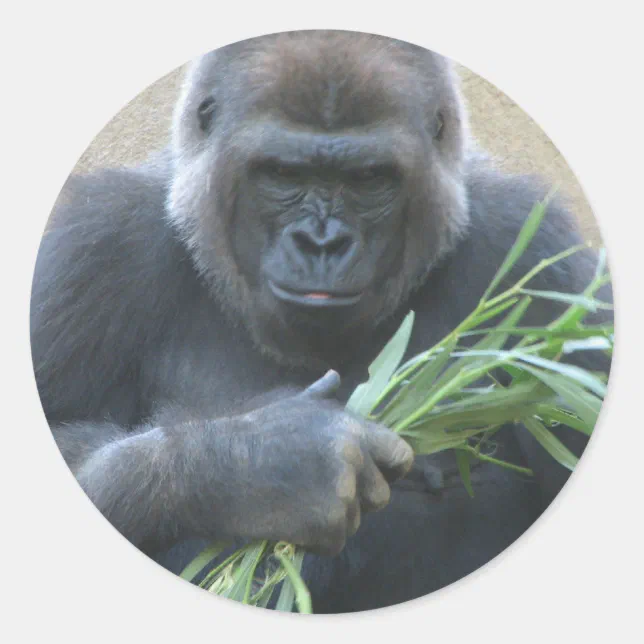Silverback Gorilla Sticker | Zazzle