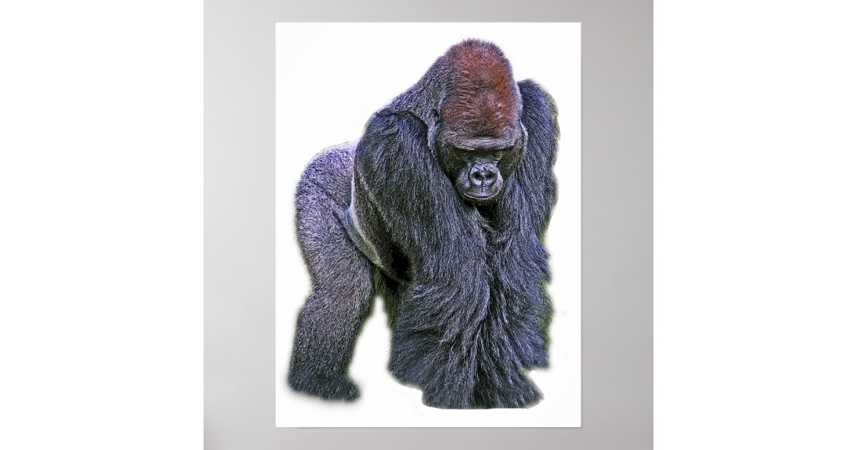Silverback Gorilla, White Back (g2p2) Poster | Zazzle