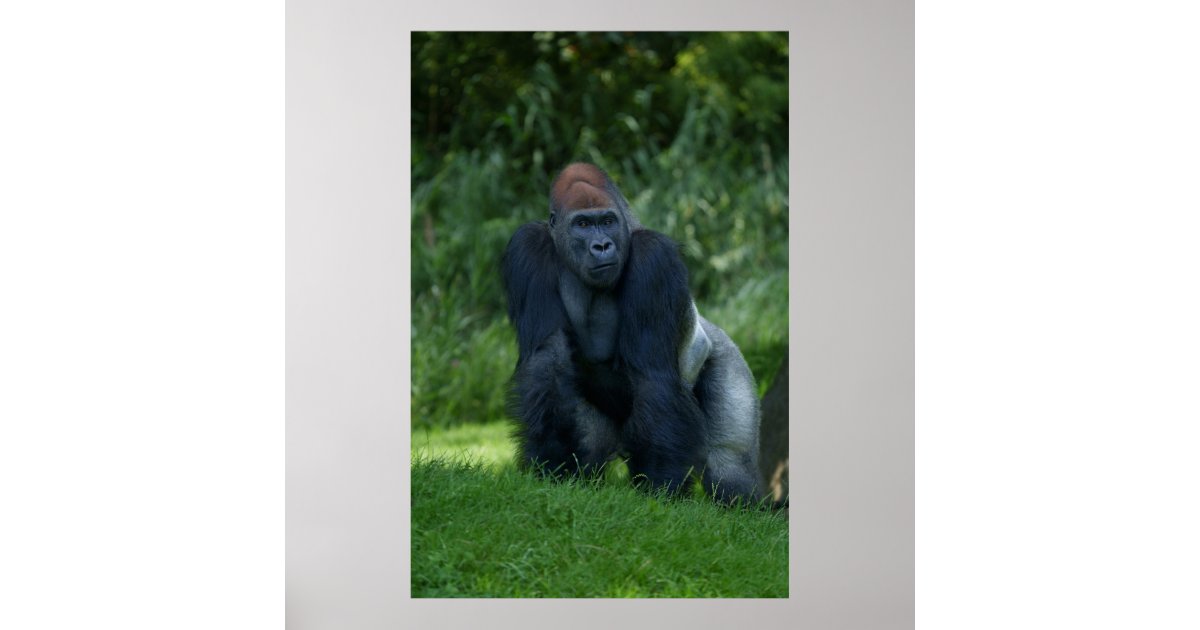 Silverback Gorilla's Stance Poster | Zazzle