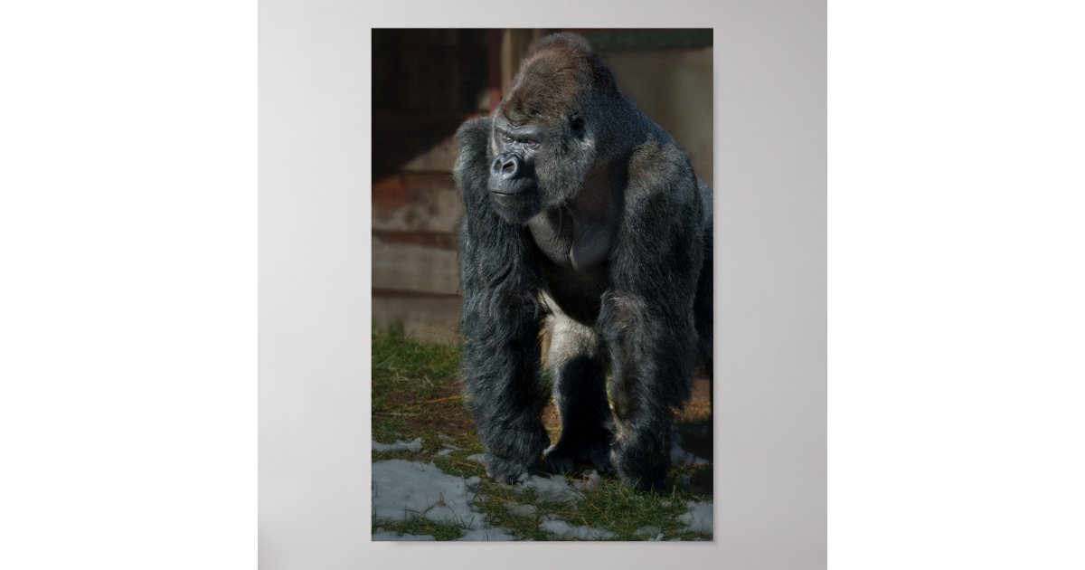 Silverback On A Cold Day Poster | Zazzle